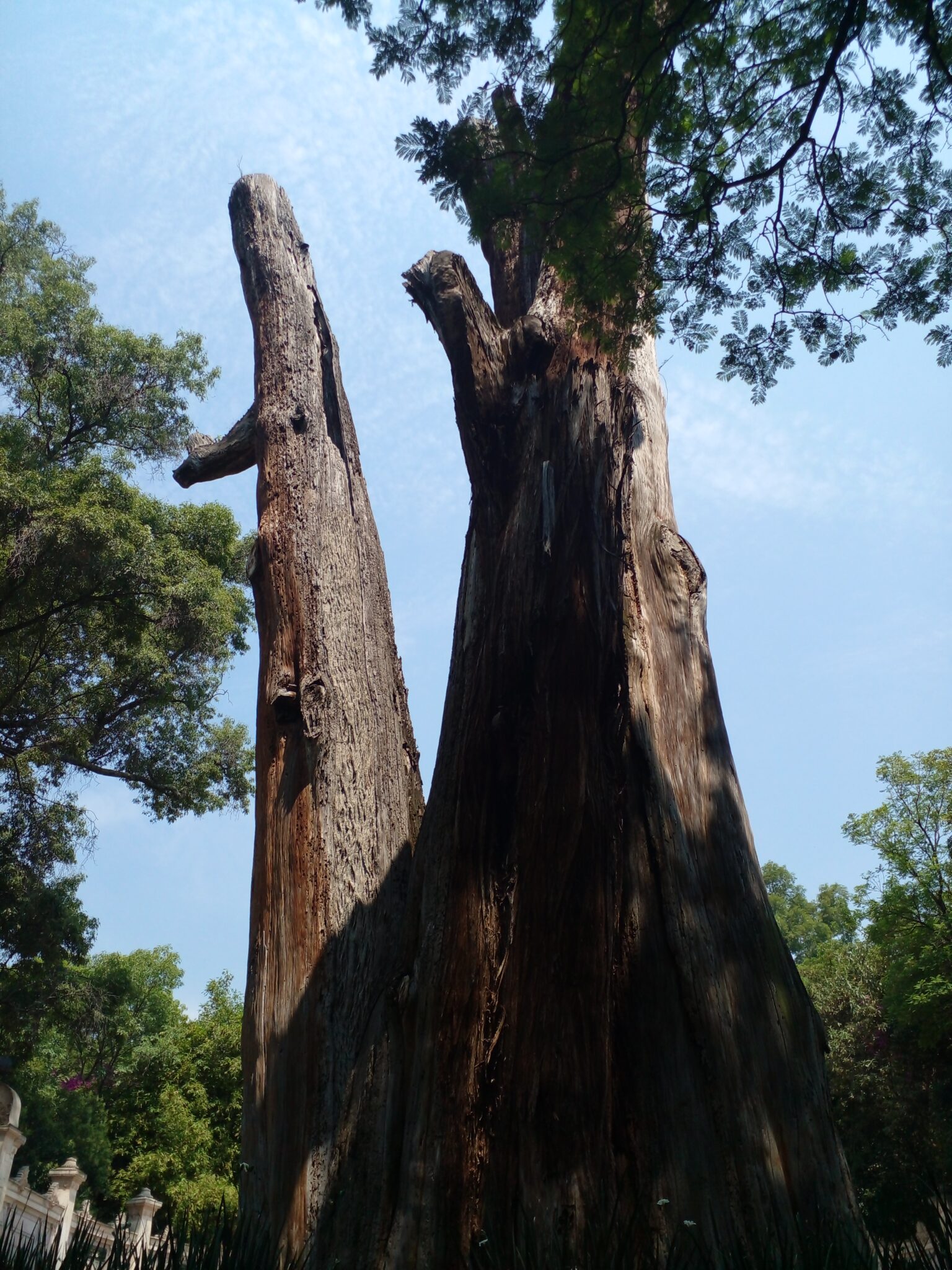 CRÓNICAS DE BANQUETA | ¿Conoces al ahuehuete El Sargento? - Urbano